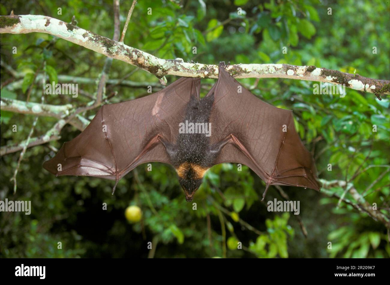 Spectacled flying fox (Pteropus conspicillatus), Bats, Mammals, Animals ...
