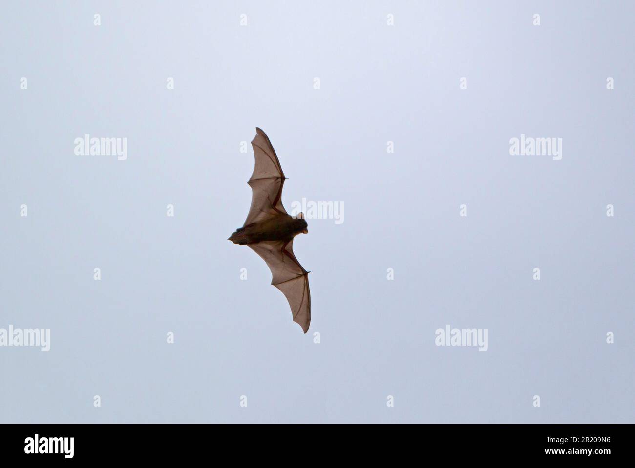 Noctule Bat (Nyctalus noctula) adult, in flight during daytime, Suffolk ...