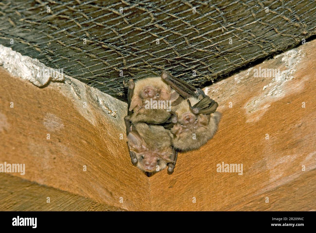 Natterer's Bat (Myotis nattereri) three adults, roosting in house loft ...