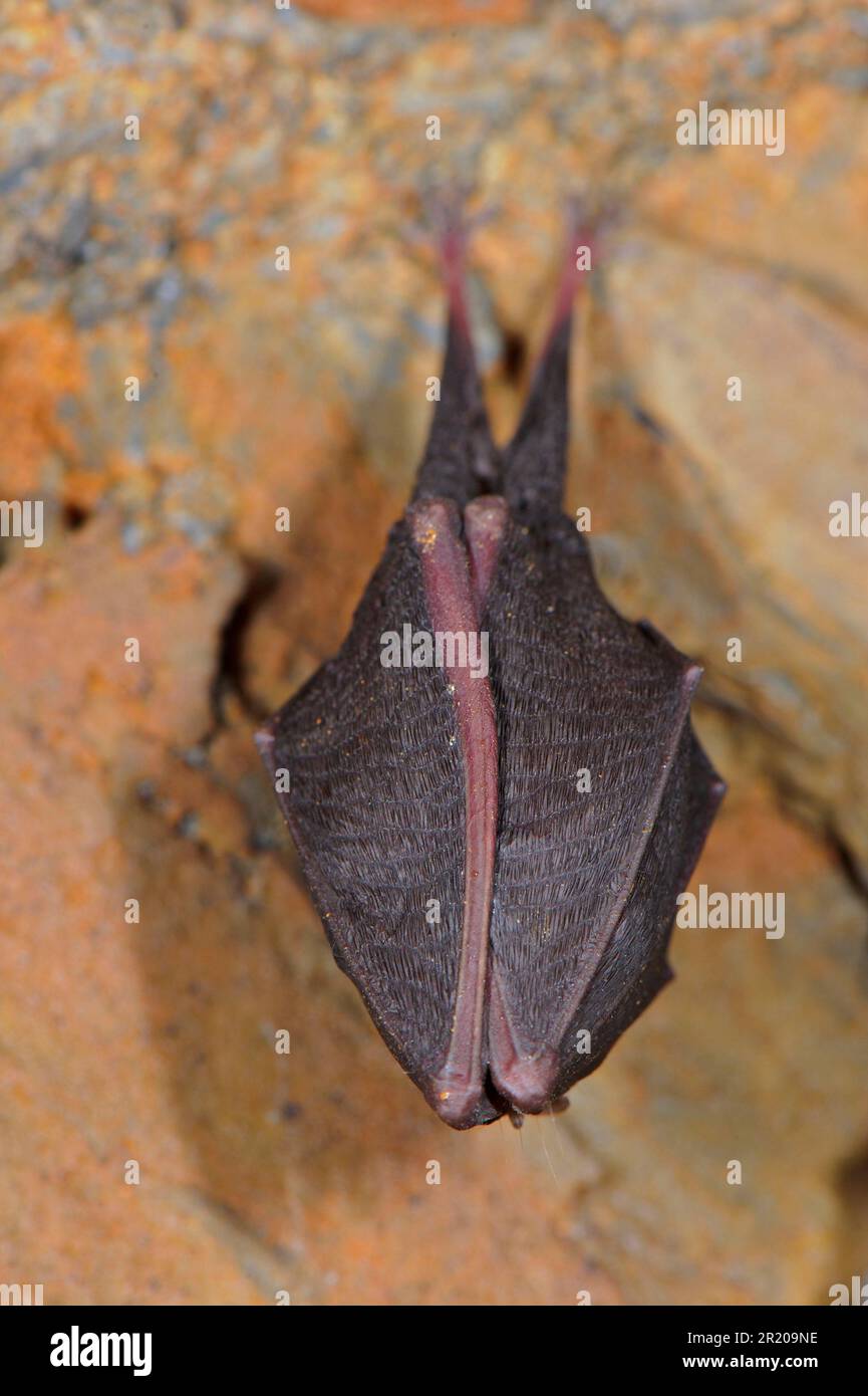 Lesser horseshoe bat (Rhinolophus hipposideros), Lesser Horseshoe Bats ...