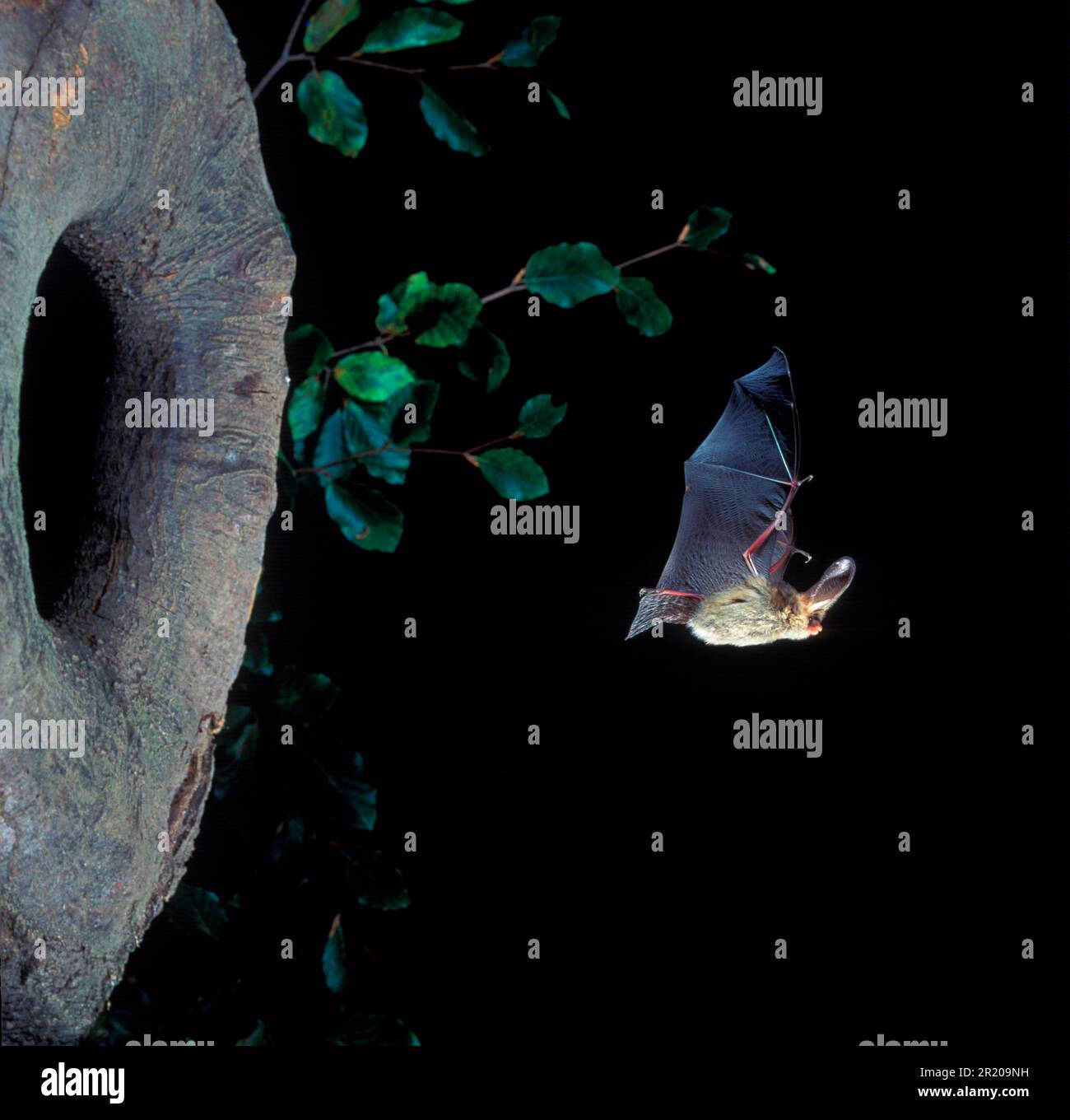 Brown long-eared bats (Plecotus auritus), Brown Long-eared Bat, Brown ...