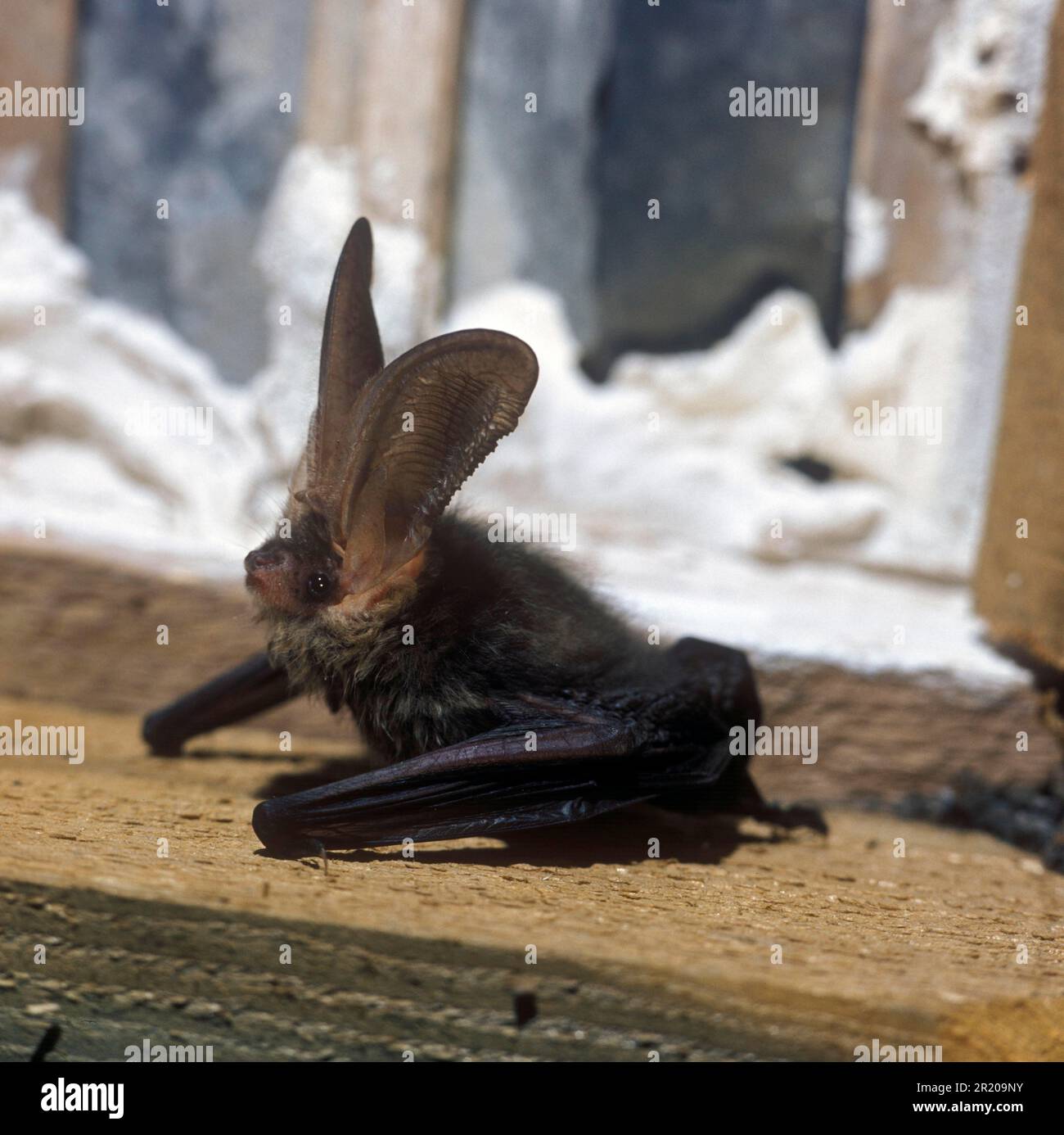 Brown long-eared bats (Plecotus auritus), Brown Long-eared Bat, Brown ...