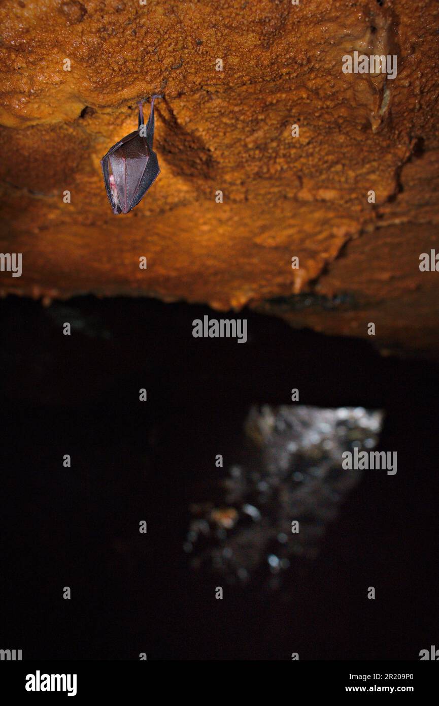 Lesser horseshoe bat (Rhinolophus hipposideros), Lesser Horseshoe Bats ...