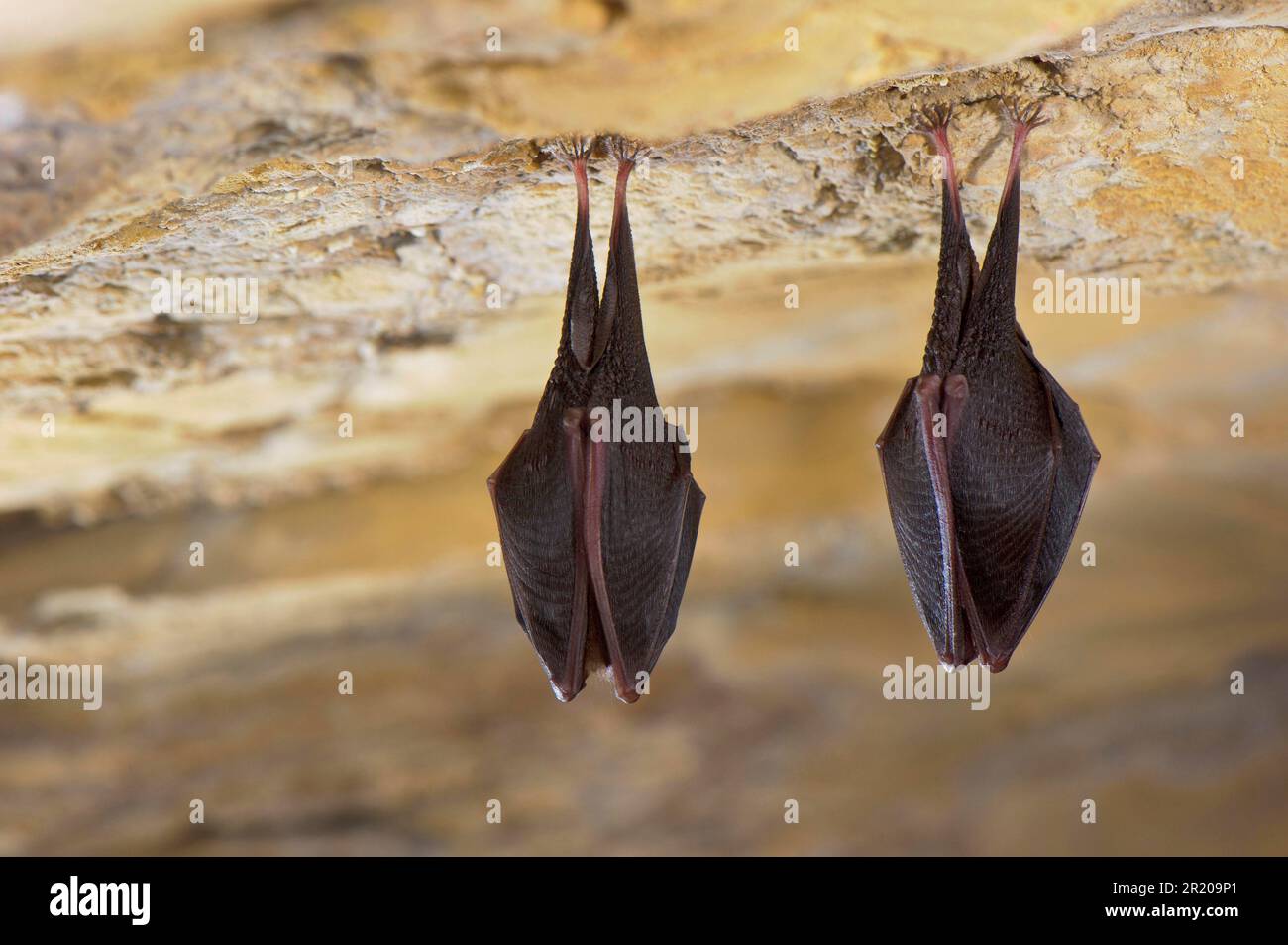 Lesser horseshoe bat (Rhinolophus hipposideros), Lesser Horseshoe Bats ...