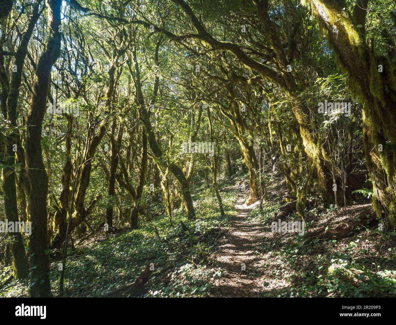 Narrow footpath through laurisilva forest with twisted branches of ...