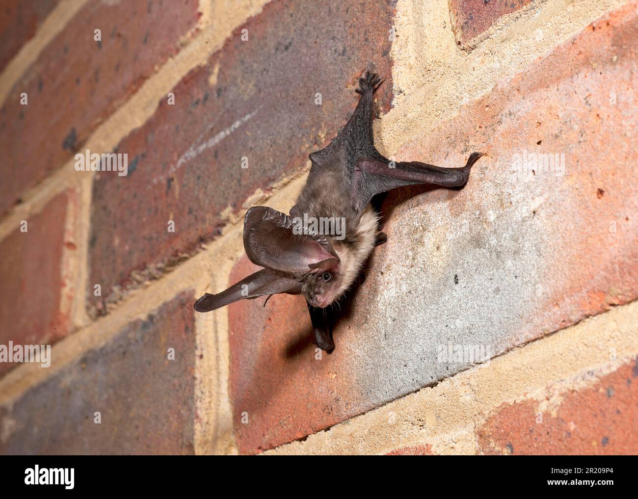 Brown long-eared bats (Plecotus auritus), Brown Long-eared Bat, Brown ...