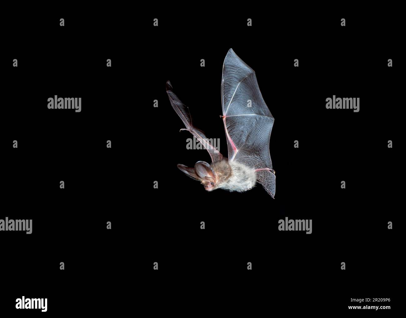 Brown Long Eared Bats Plecotus Auritus Brown Long Eared Bat Brown