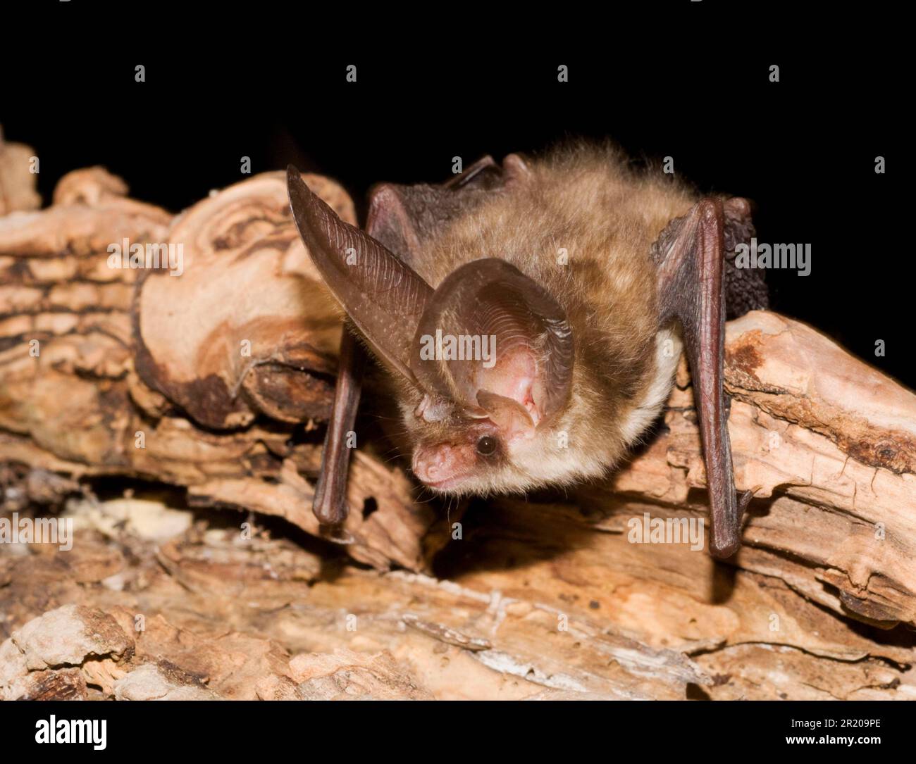 Northern long eared bat hi-res stock photography and images - Alamy