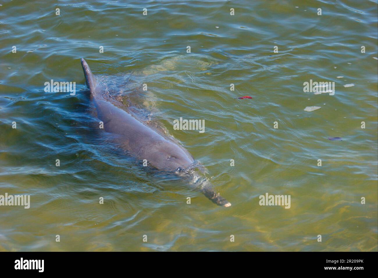 Chinese white dolphin, indo-pacific humpback dolphin (Sousa chinensis ...