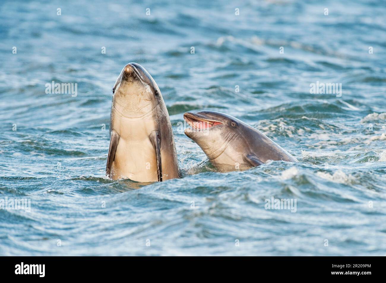 Bottlenose Dolphin (Tursiops truncatus) two adults, aggressive social ...