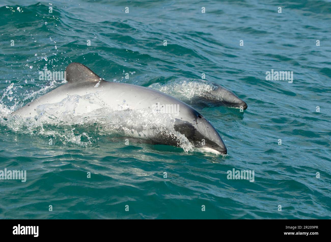 Hector's dolphin (Cephalorhynchus hectori) adult and juvenile, harbour ...