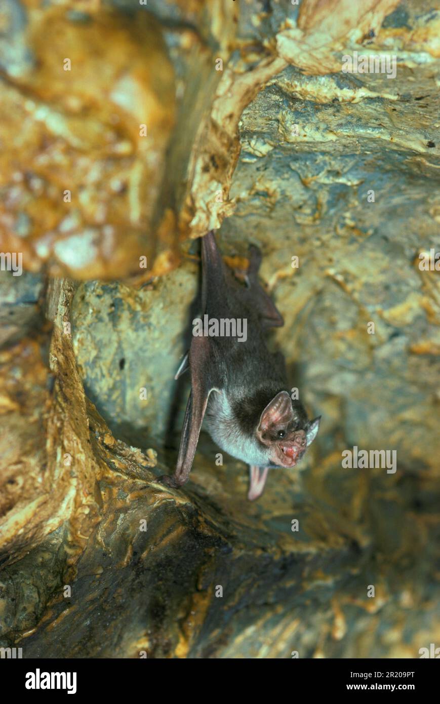 Common vampire bat (Desmodus rotundus), Common vampires, Bats, Mammals ...