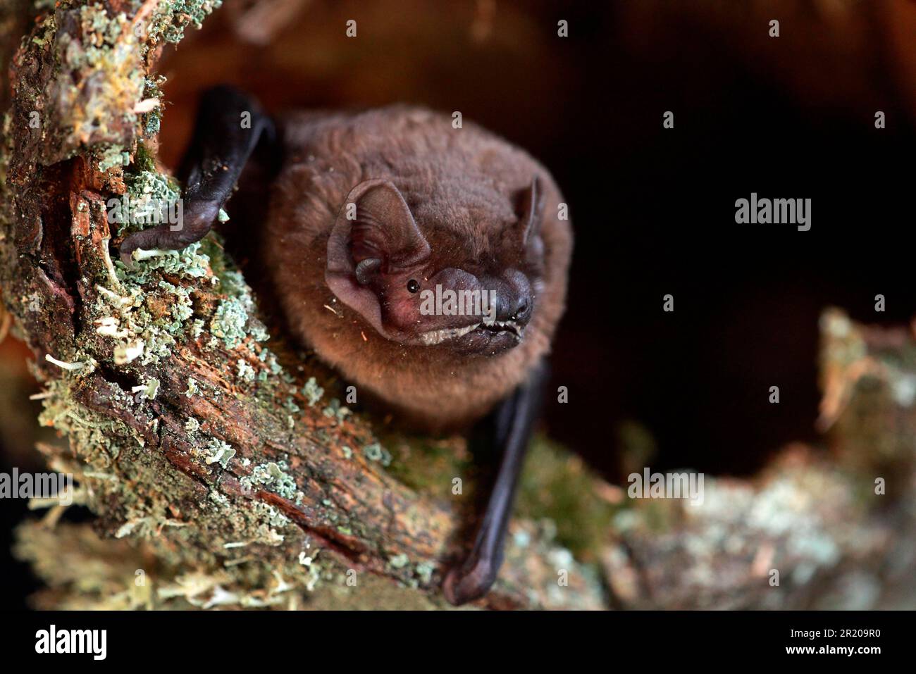 Noctule Bat (Nyctalus noctula) adult, resting on lichen covered tree ...