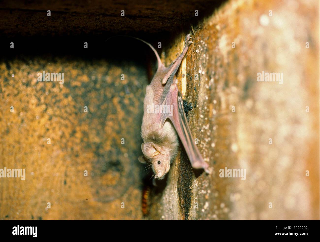 Hardwickes Mouse-tailed Bat, Hardwickes Mouse-tailed Bats, Bats ...