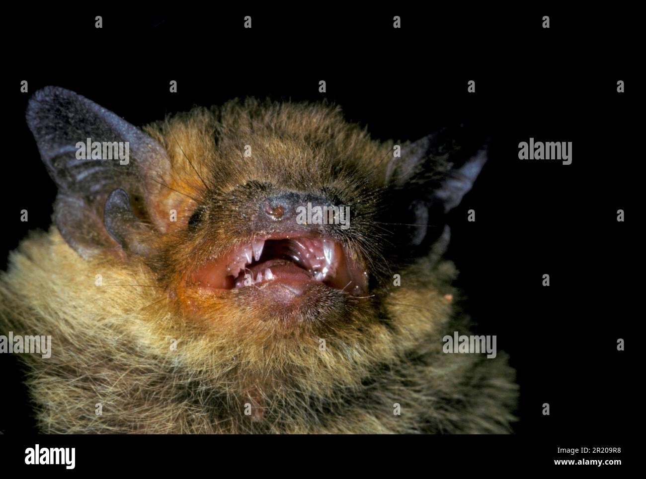 Bats Mammals Teeth at Jessica Hincks blog