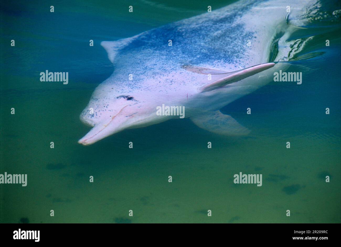 Chinese white dolphin, indo-pacific humpback dolphin (Sousa chinensis), Chinese white dolphins ...