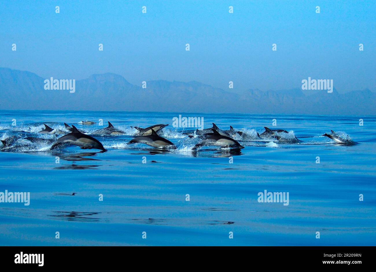 Common dolphin, Common dolphin, Common dolphins, Common dolphins ...