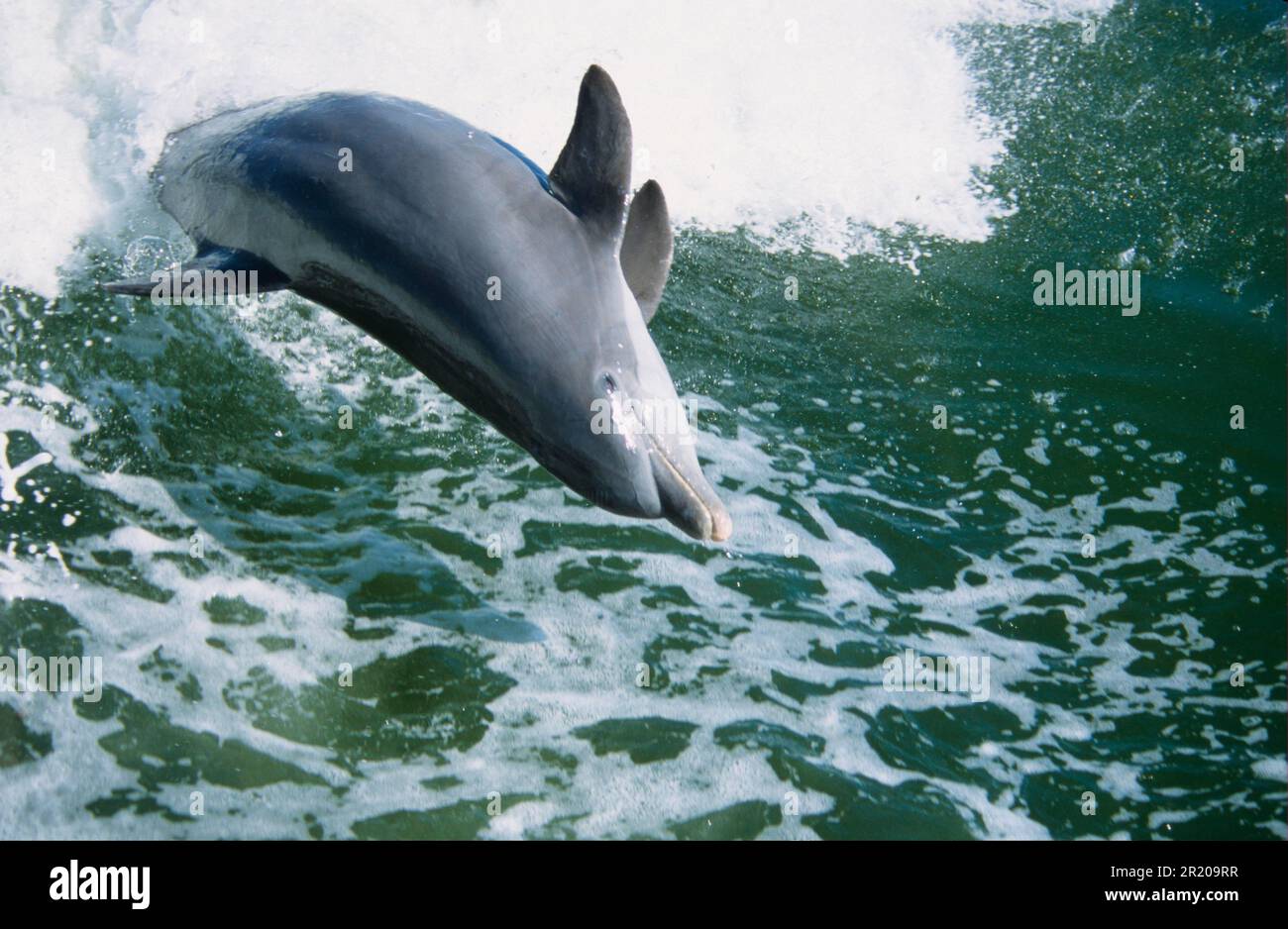 Bottlenose dolphin, bottlenose dolphins (Tursiops truncatus), dolphins ...