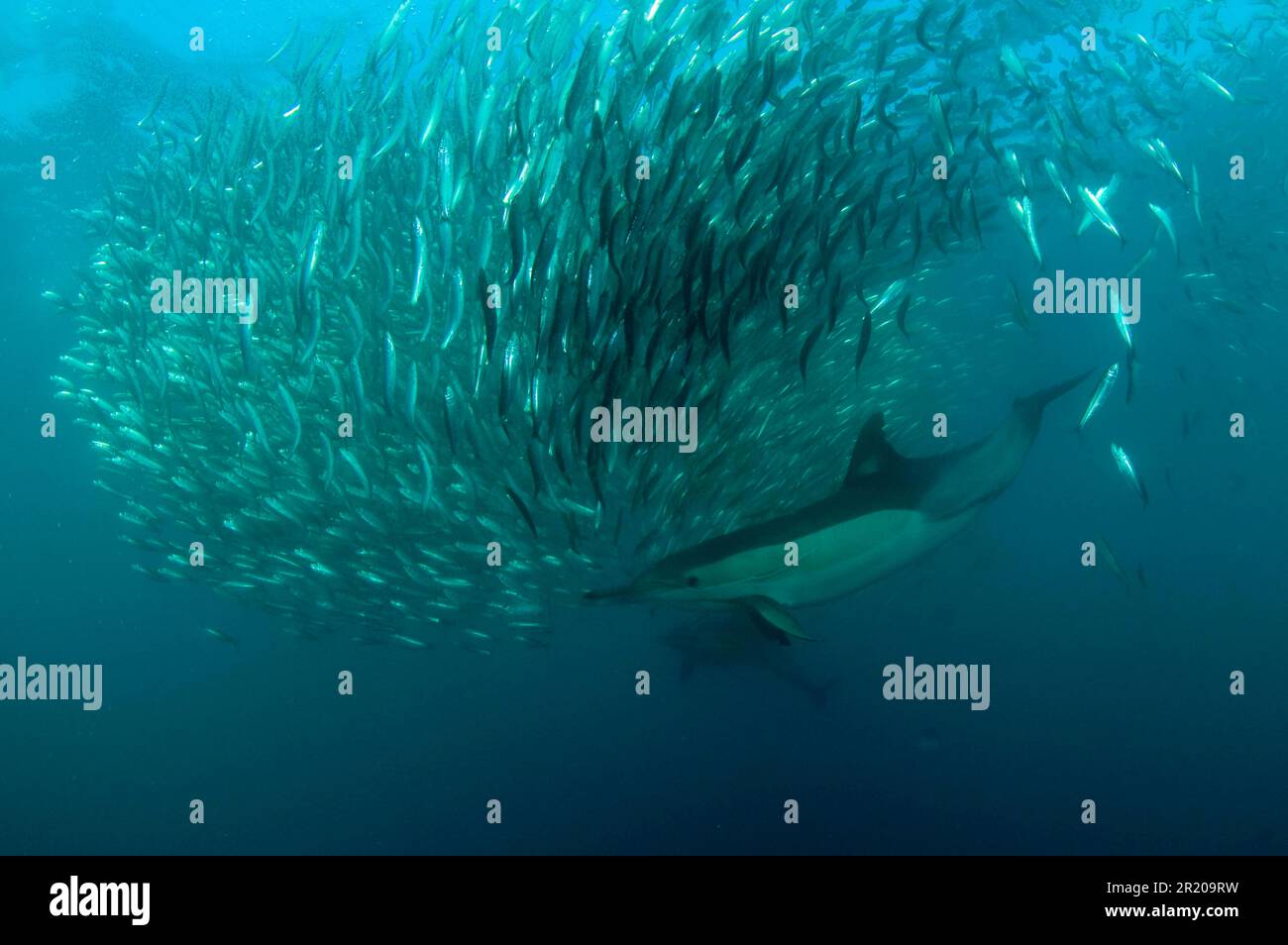 Long-snouted Common Dolphin, Long-snouted Common Dolphin, Long-snouted ...