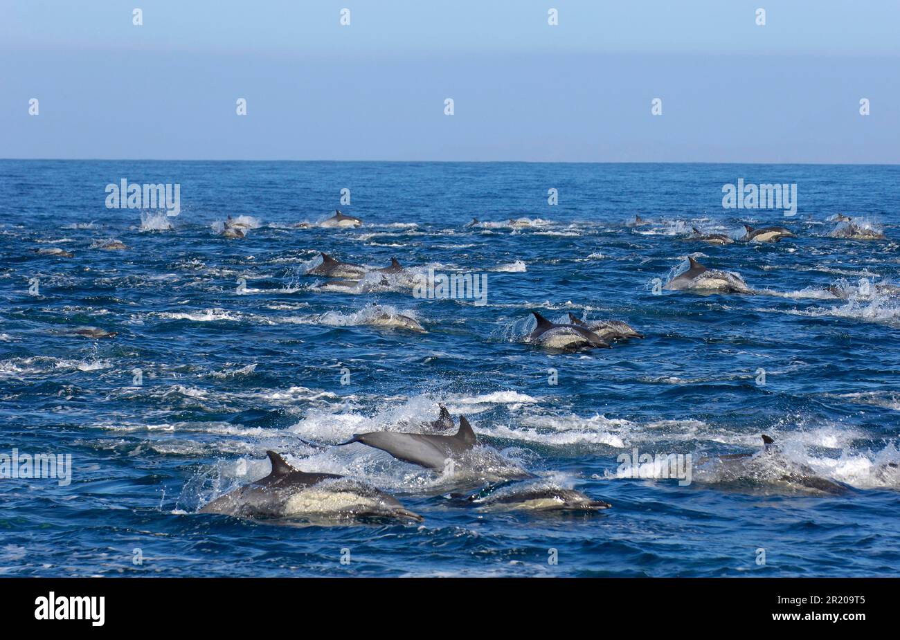 Long-snouted Common Dolphin, Long-snouted Common Dolphin, Long-snouted ...