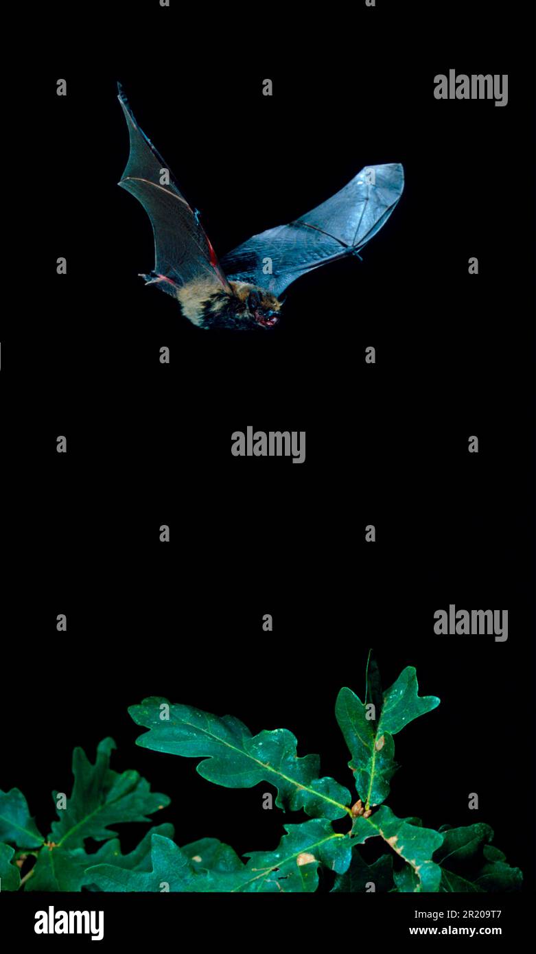 Common Pipistrelle (Pipistrellus pipistrellus), Pipistrellus ...