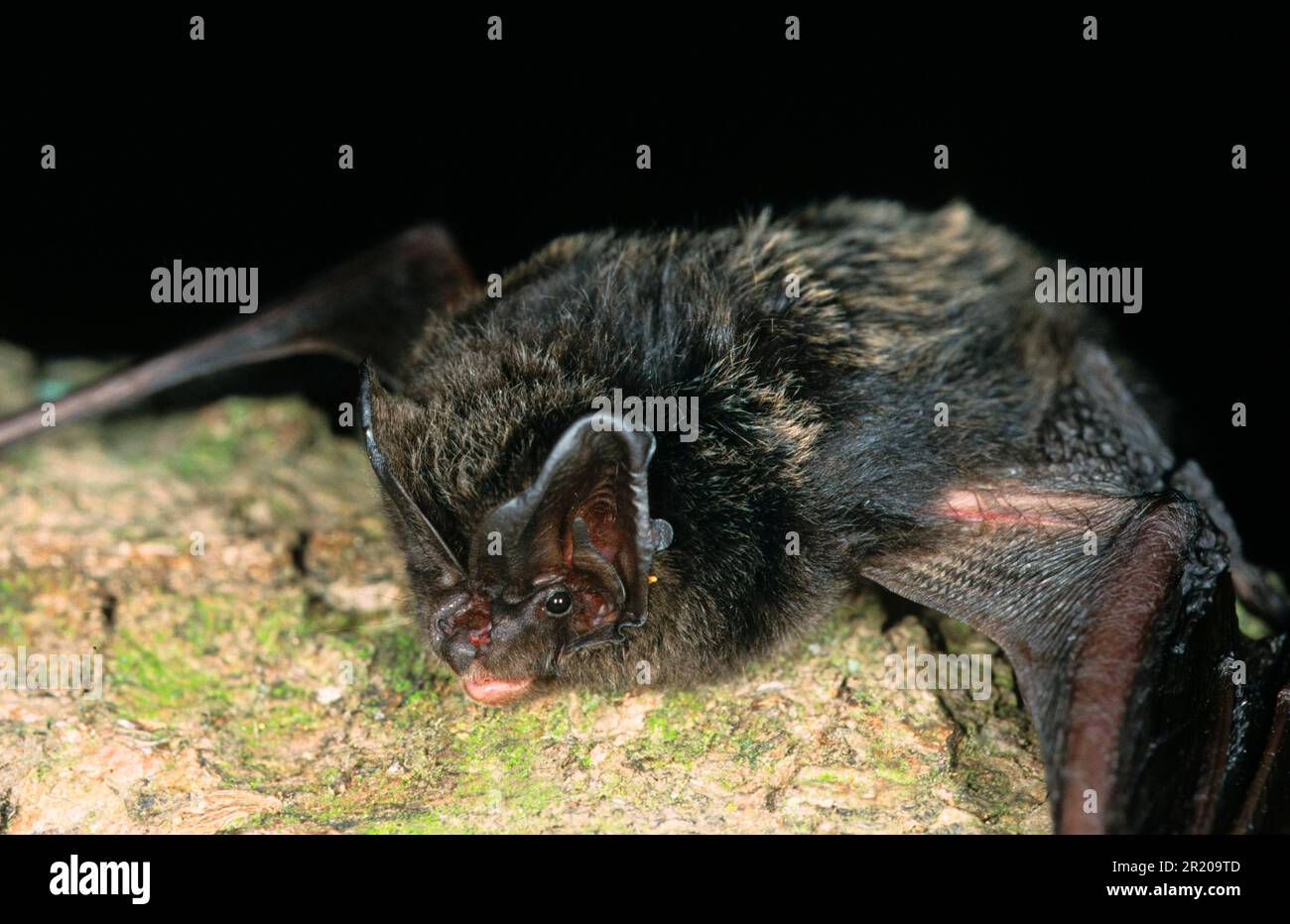 Western barbastelle (Barbastella barbastellus), Western pug bats, bats ...