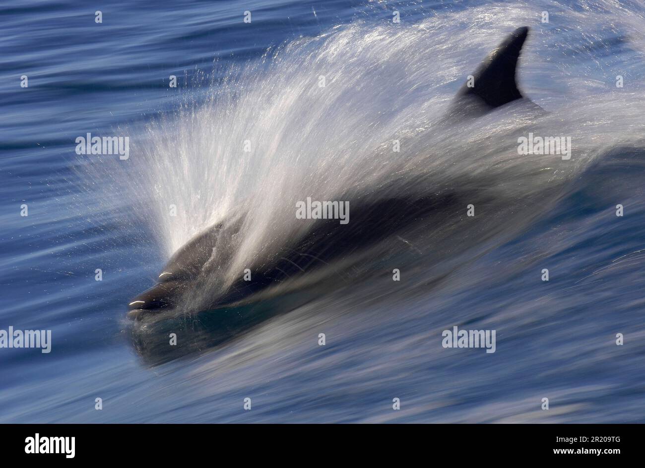 Long-snouted Common Dolphin, Long-snouted Common Dolphin, Long-snouted ...