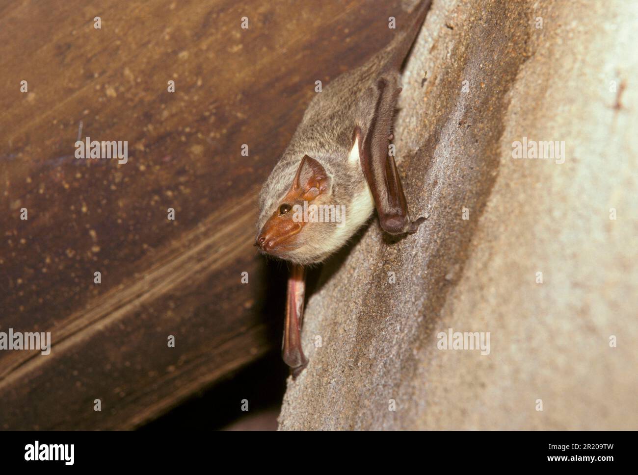 Taphozous hildegardeae hi-res stock photography and images - Alamy