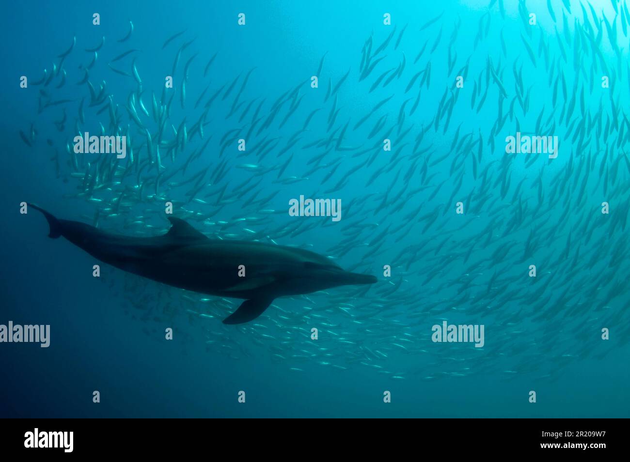 Long-snouted Common Dolphin, Long-snouted Common Dolphin, Long-snouted ...