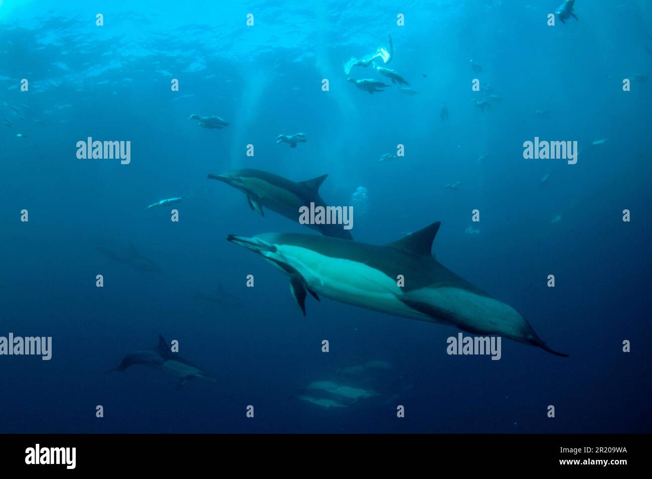 Long-snouted Common Dolphin, Long-snouted Common Dolphin, Long-snouted ...