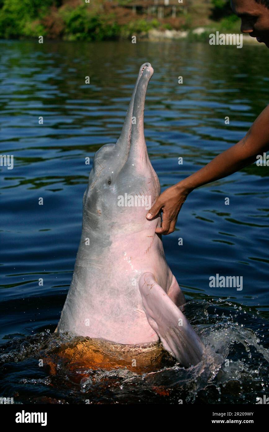 Amazon river dolphin hi-res stock photography and images - Alamy