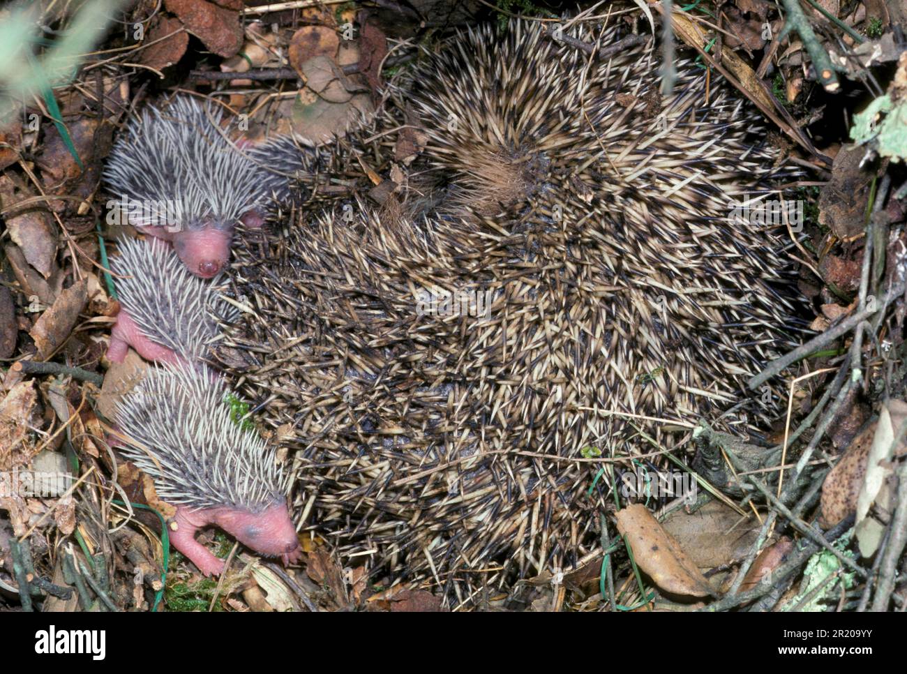 European hedgehog, European hedgehog, Brown hedgehog, Western hedgehog ...