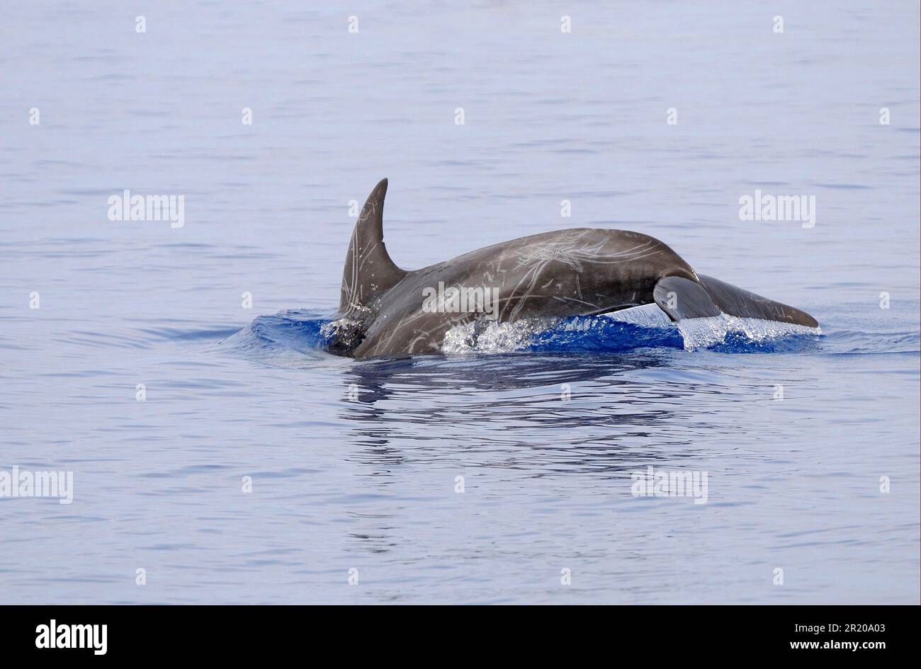 Round head dolphin hi-res stock photography and images - Alamy