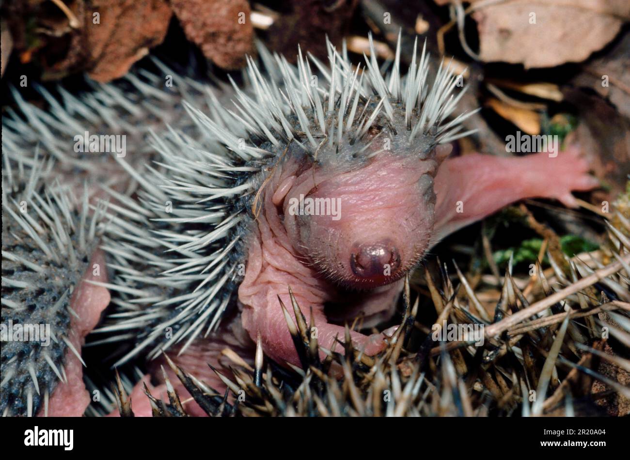 Hedgehog young animal insectivore hi-res stock photography and images ...