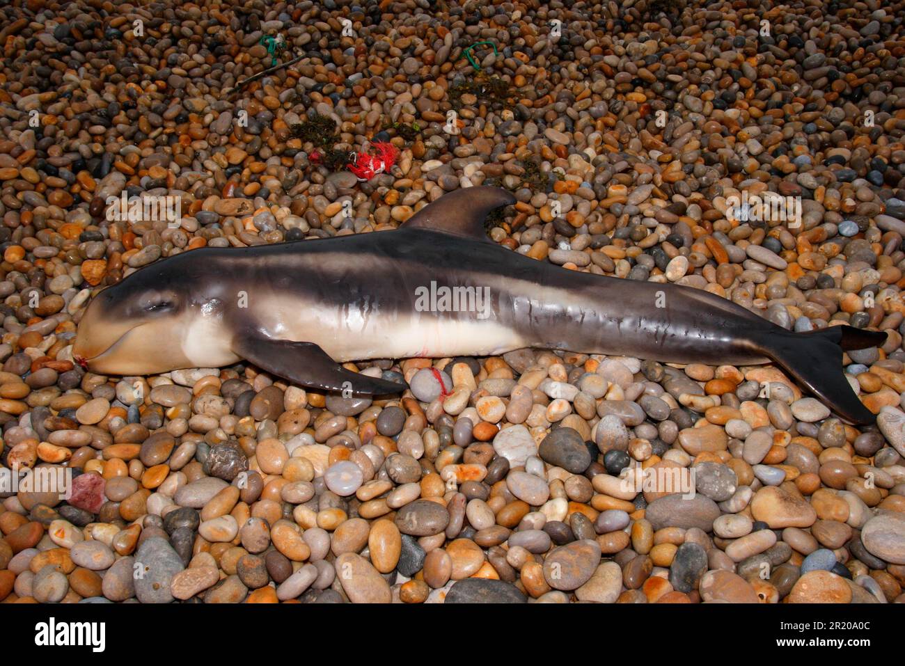 Risso's dolphin (Grampus griseus), Risso's dolphin, Risso's dolphin ...