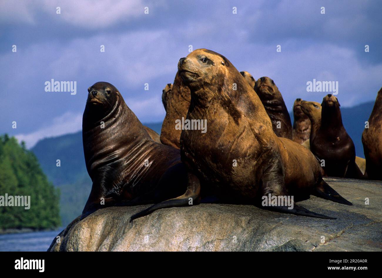 Steller's (Eumetopias jubatus) Sea Lions Group on rock, North Pacific ...