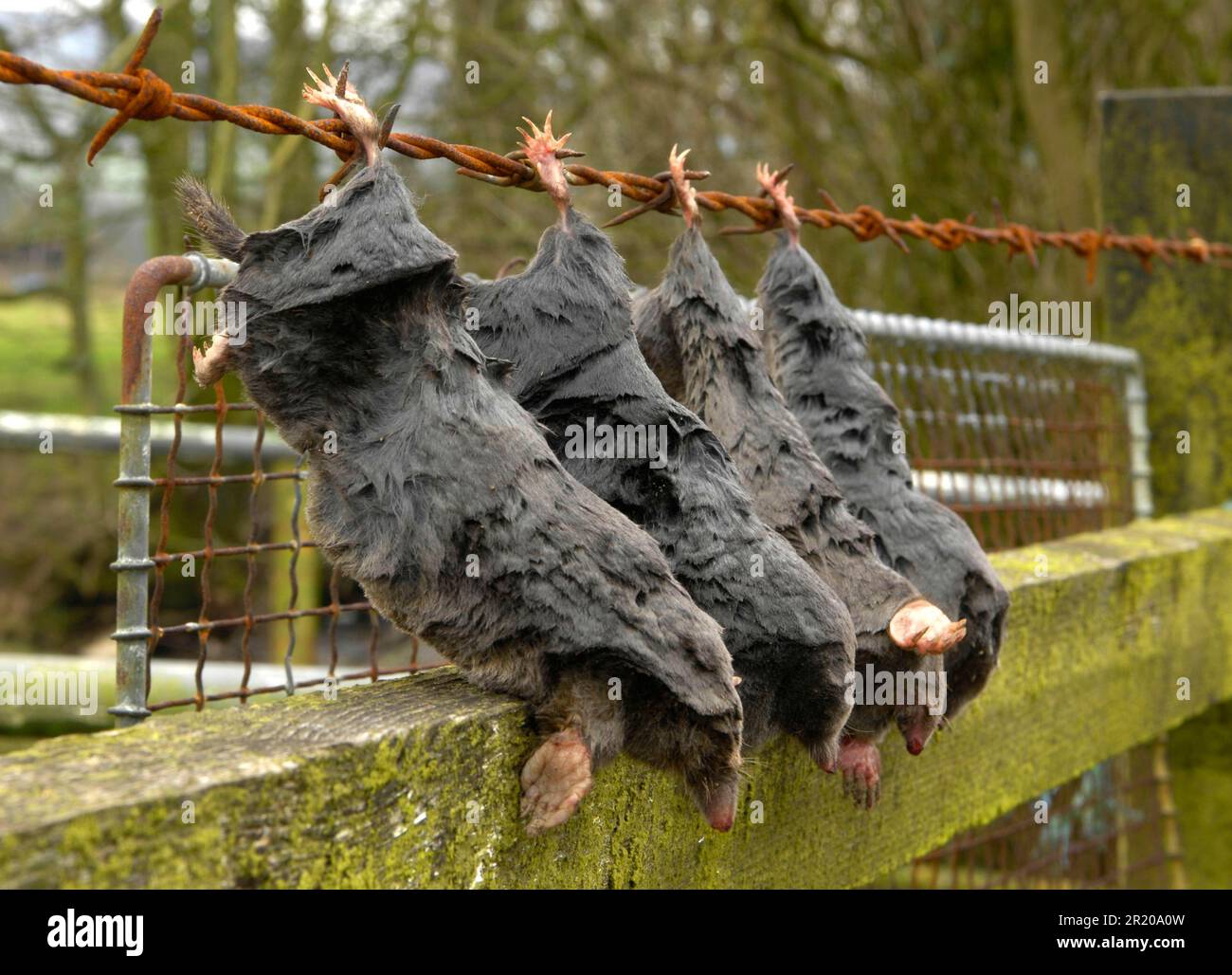 European Mole, European Mole, european moles (Talpa europaea), European ...