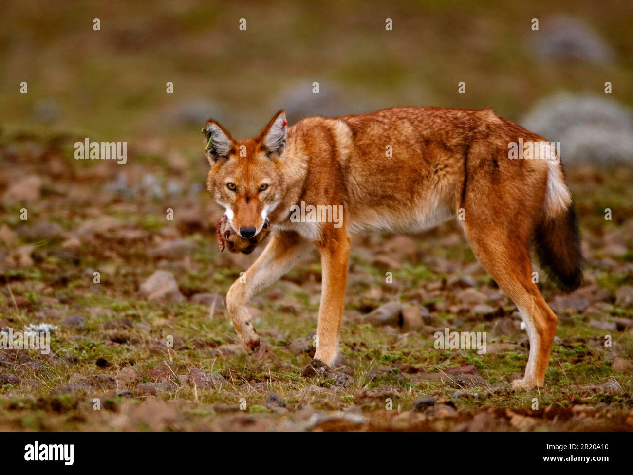 Ethiopian Wolf (Canis simensis) adult, feeding on Giant Mole-rat ...
