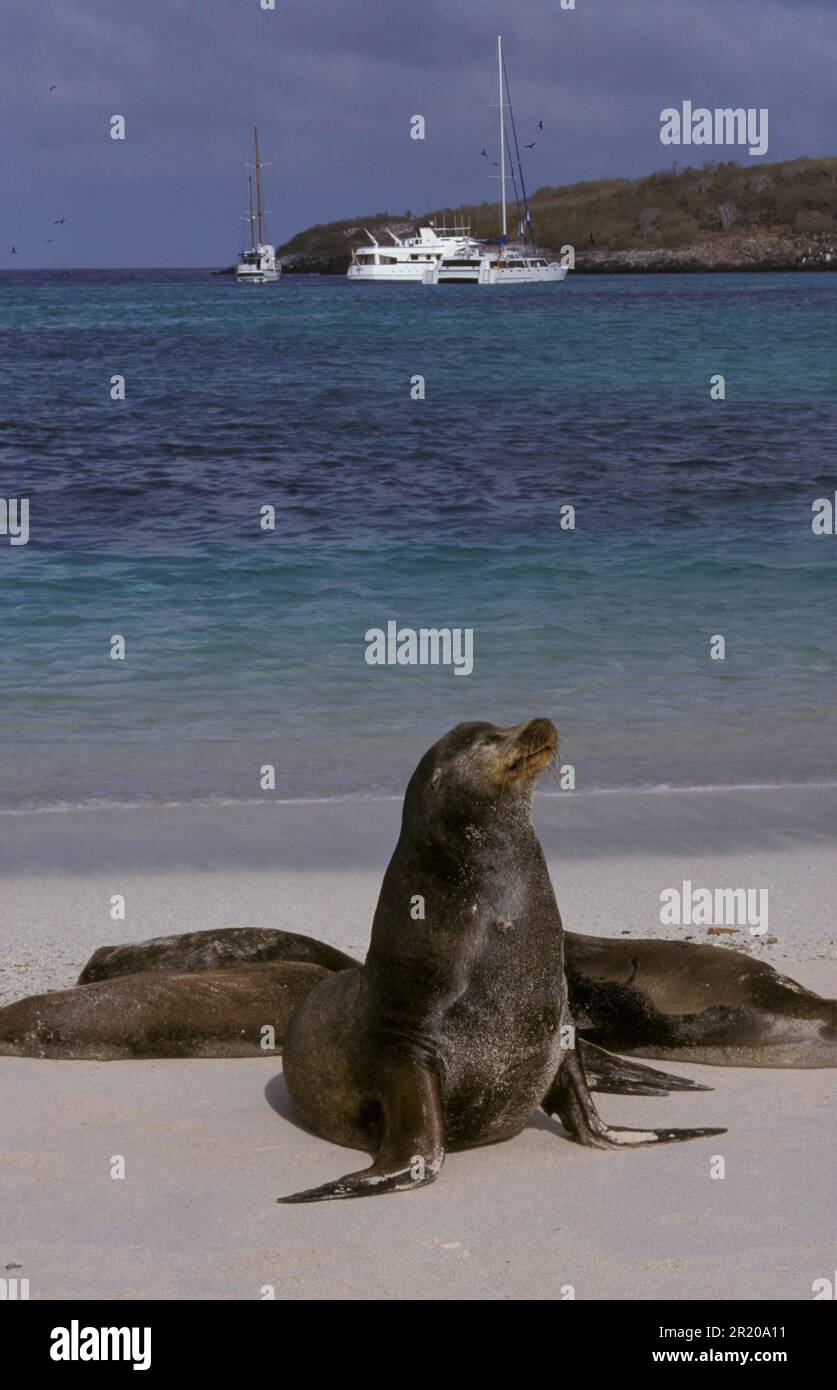 Wollebaeki, Galapagos Sea Lion, california sea lion (Zalophus ...