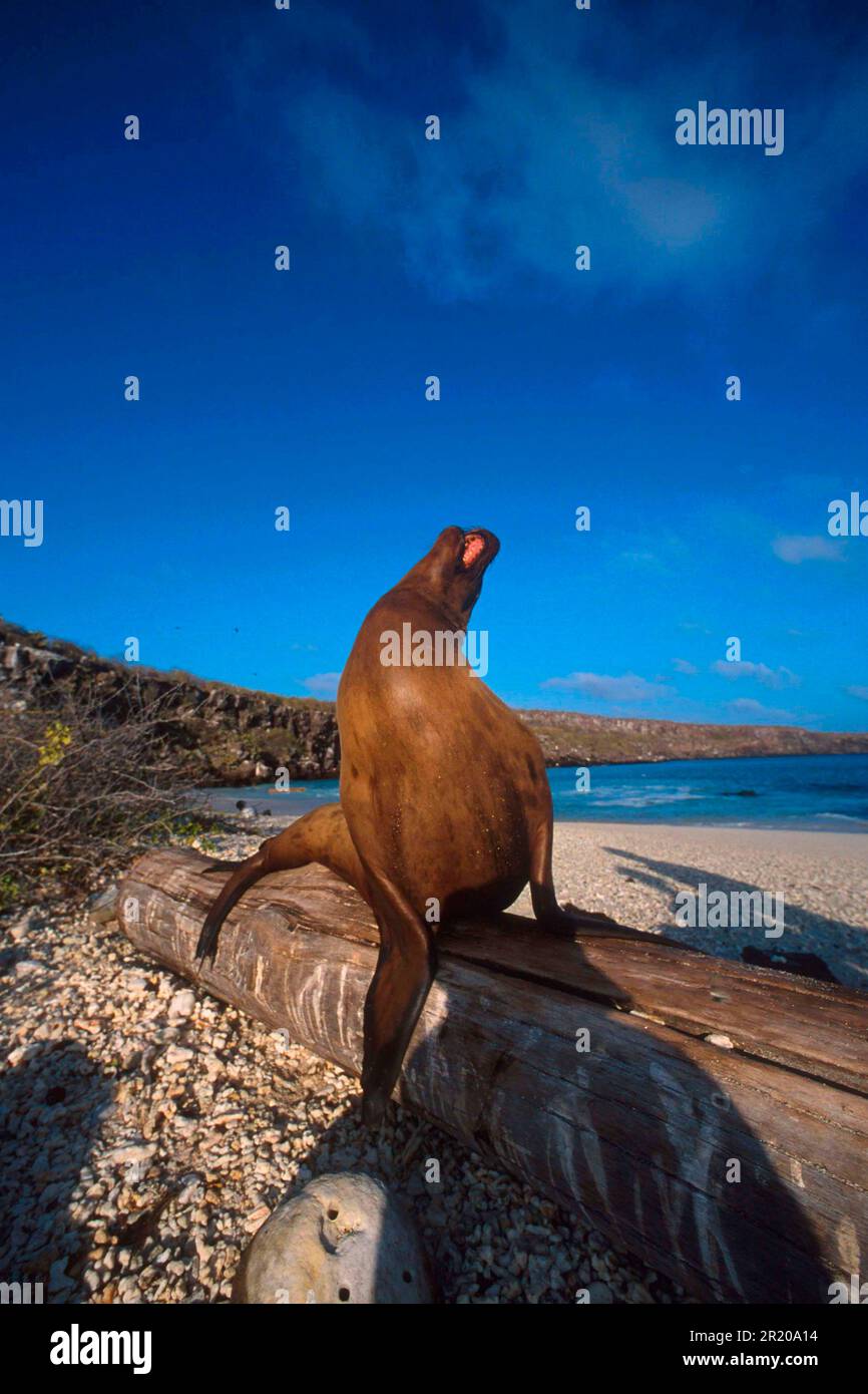 Zalophus californianus wollebaeki, Galapagos Sea Lion, Galapagos Sea ...