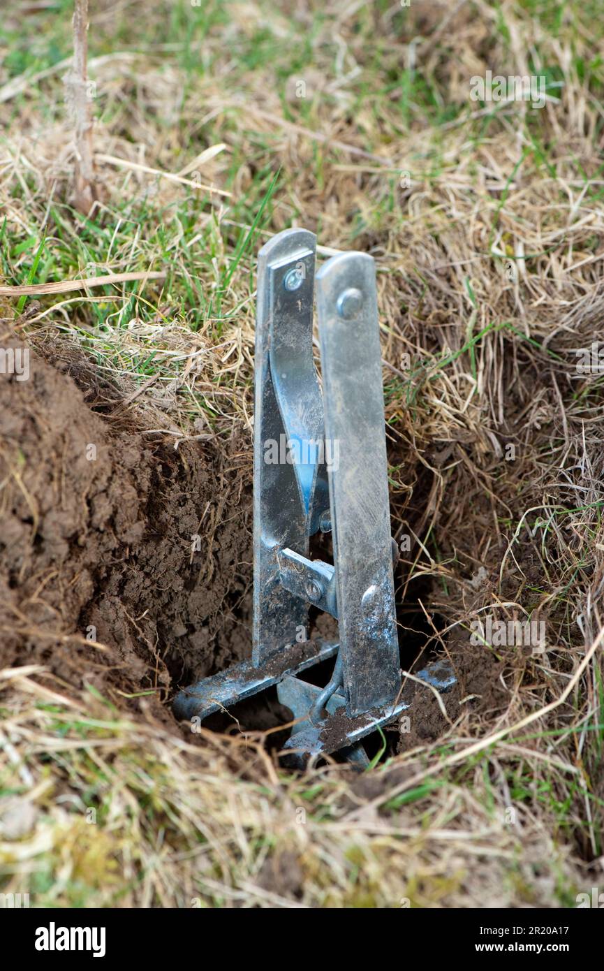 European mole, european moles (Talpa europaea), Insectivores, Mammals ...