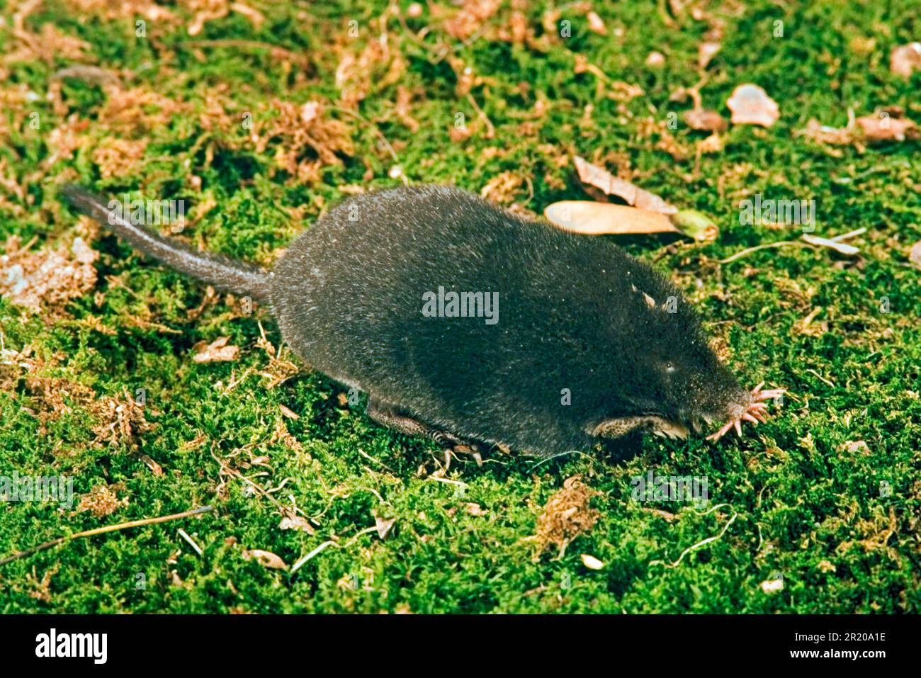 Star-nosed Mole (Condylura cristata) adult, foraging on moss (U.) S. A ...