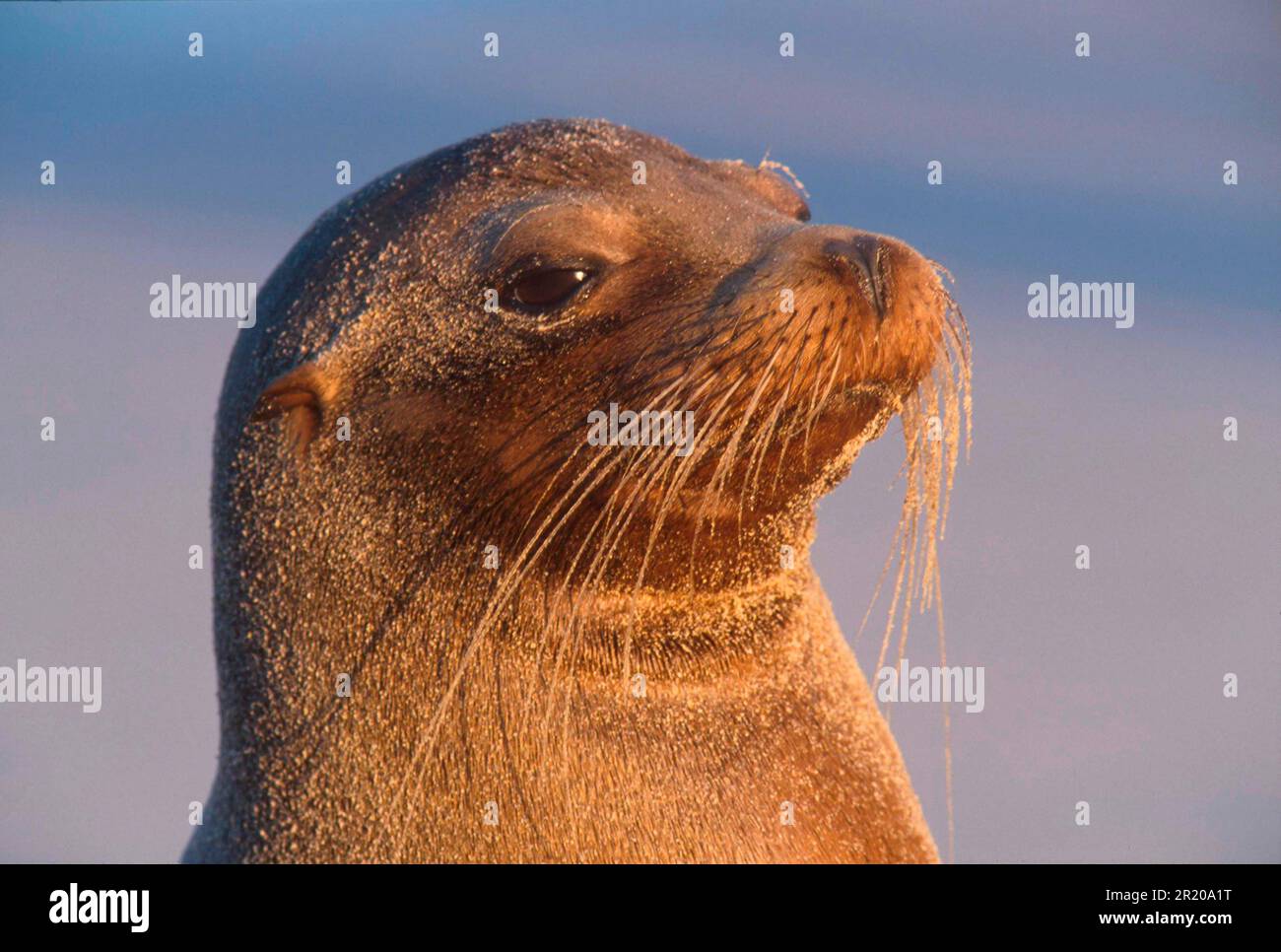 Zalophus californianus wollebaeki, Galapagos sea lion, Galapagos sea ...