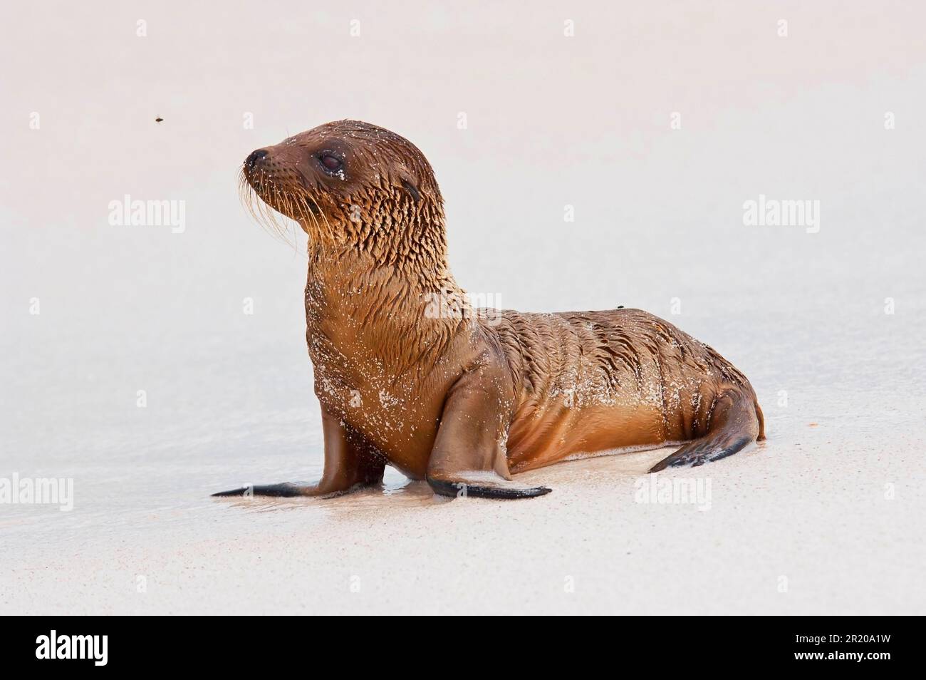 Wollebaeki, Galapagos sea lion, california sea lion (Zalophus ...