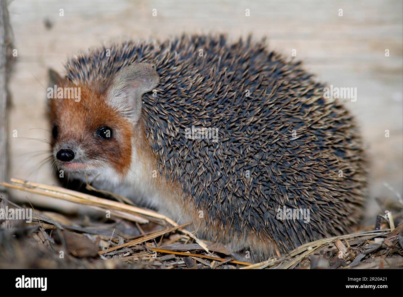 Long-eared hedgehog (Hemiechinus auritus), Long-eared hedgehog ...