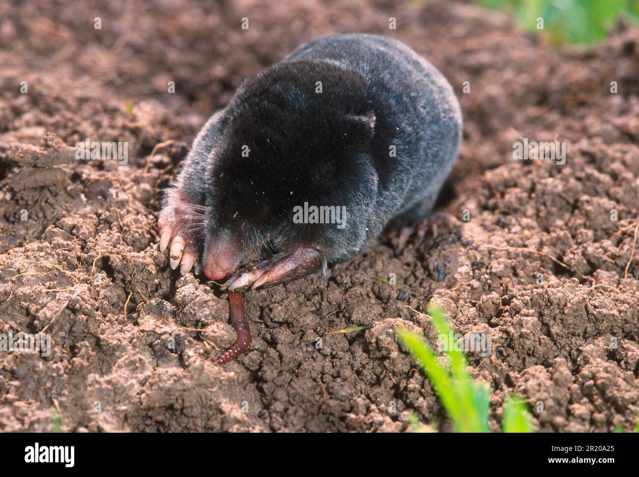 European mole, European mole, european moles (Talpa europaea), European ...
