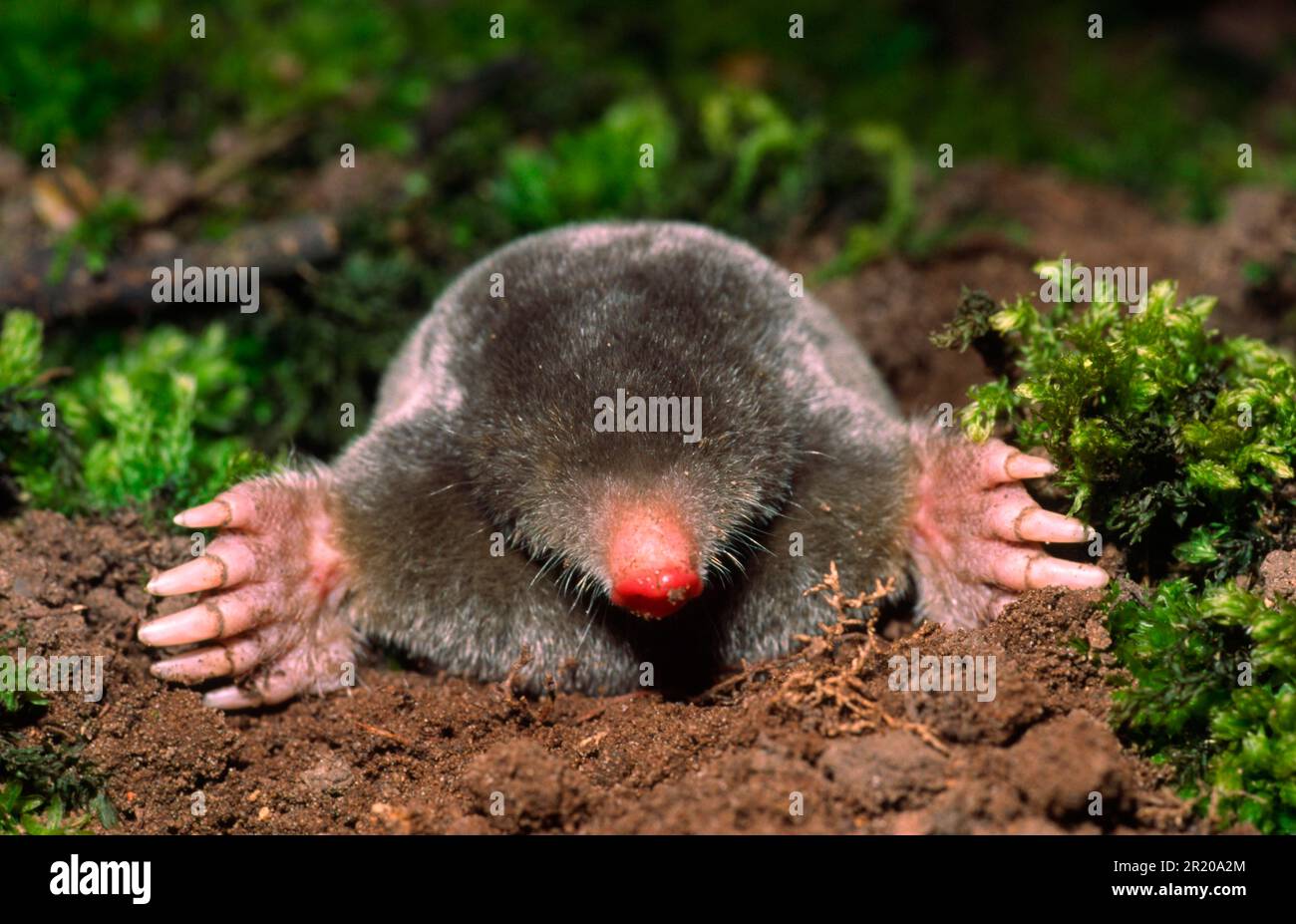 European mole, european moles (Talpa europaea), Insectivores, Mammals, Animals, European mole ...