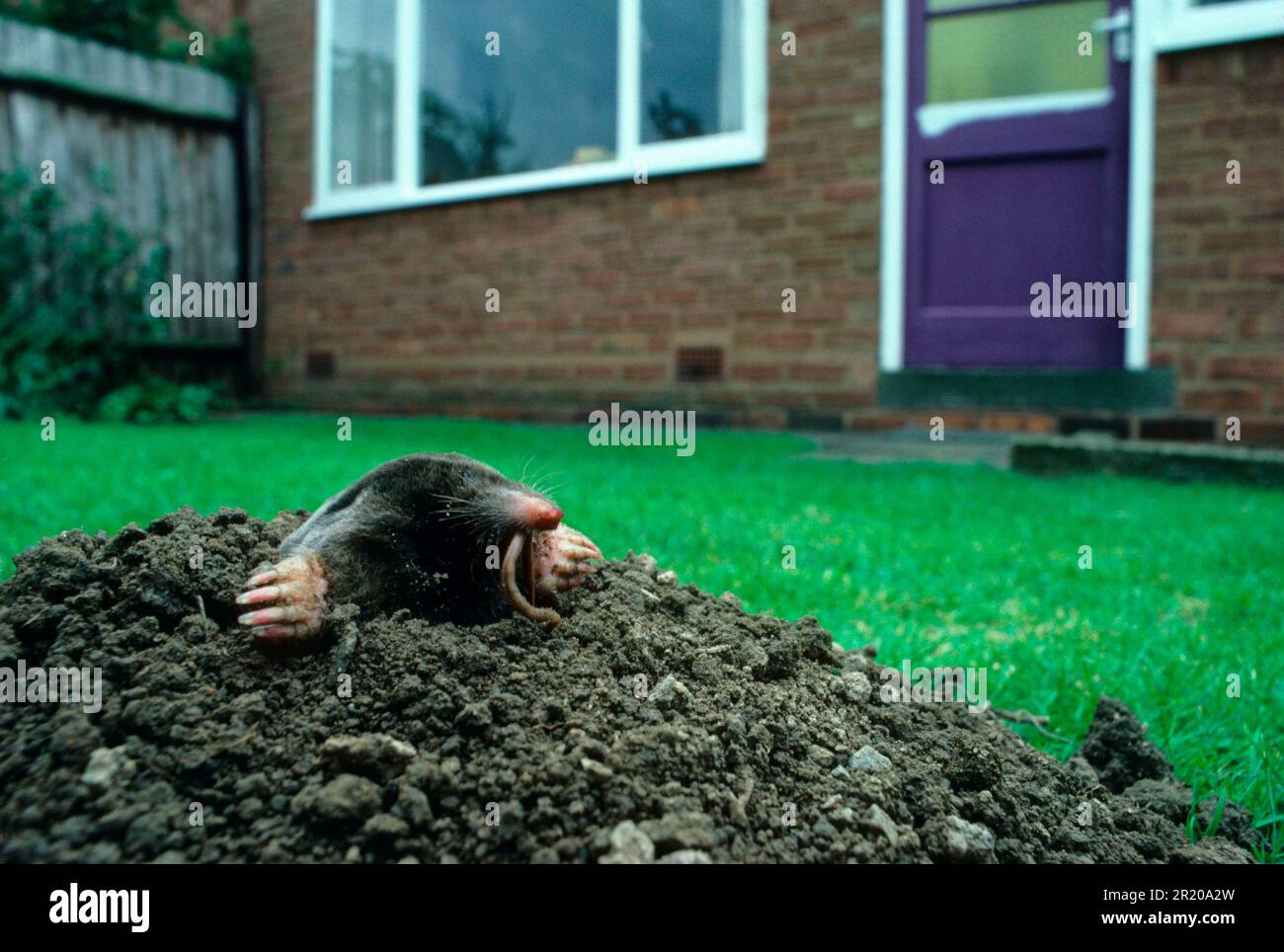 European mole, european moles (Talpa europaea), Insectivores, Mammals ...
