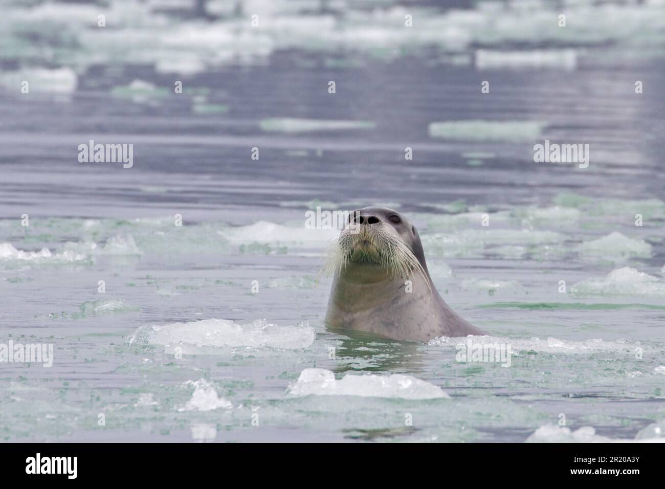 Bearded seals (Erignathus barbatus), marine mammals, predators, seals ...