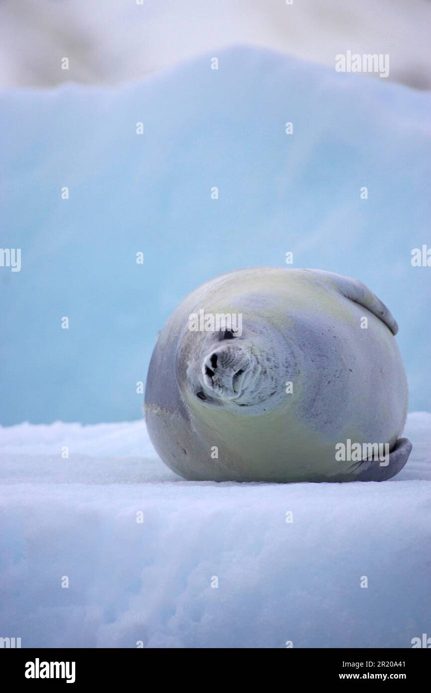 Crab eating seal hi-res stock photography and images - Alamy